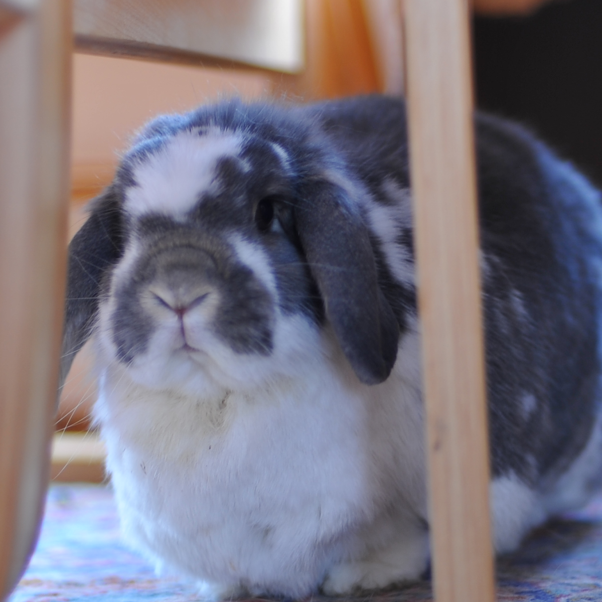 Member Directory | Rogue Rabbit